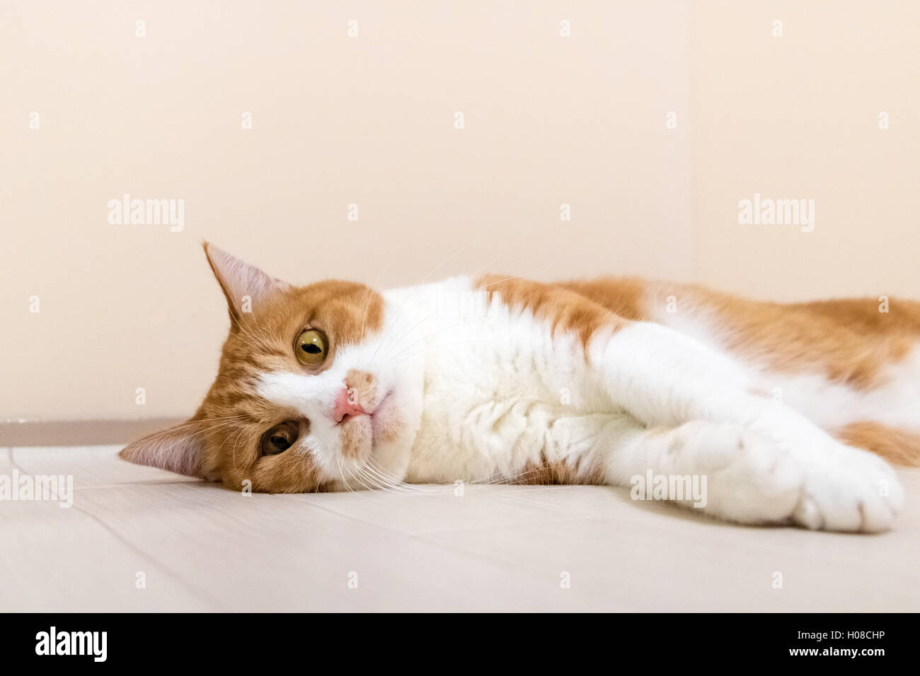 White female cat hi-res stock photography and images - Alamy