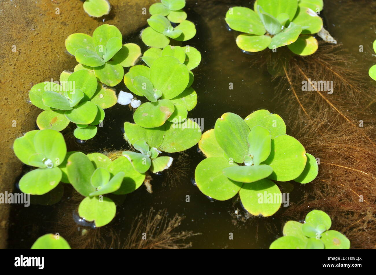 Green duckweed on the water Stock Photo - Alamy
