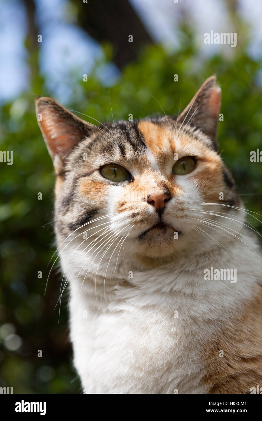 Tricolor / Calico cat, Tokyo, Japan Stock Photo - Alamy