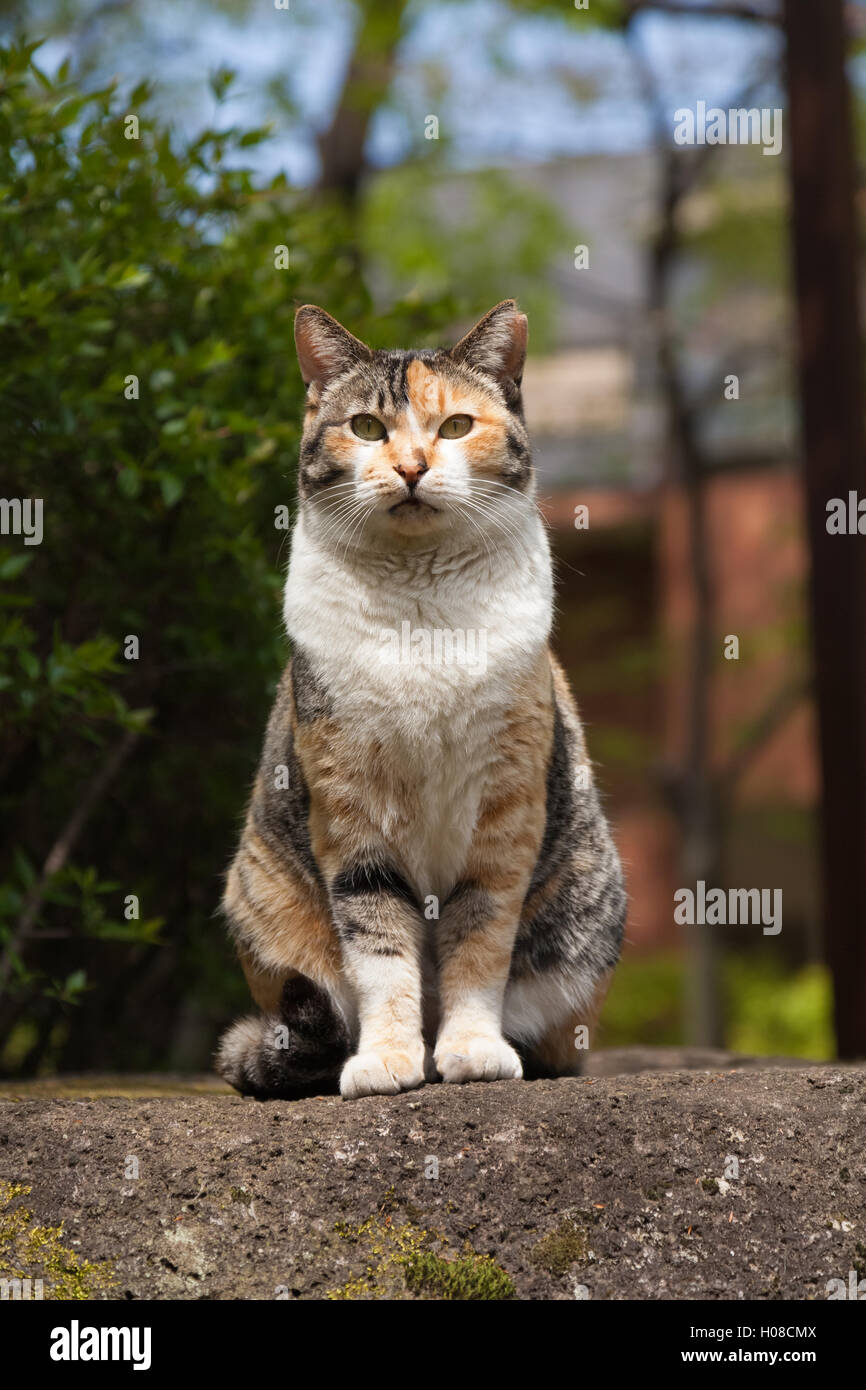Tricolor / Calico cat, Tokyo, Japan Stock Photo - Alamy