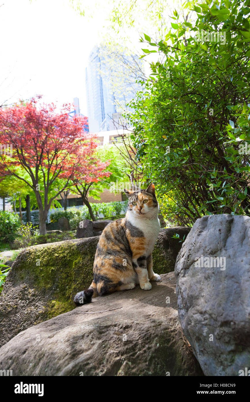 Tricolor / Calico cat, Tokyo, Japan Stock Photo - Alamy
