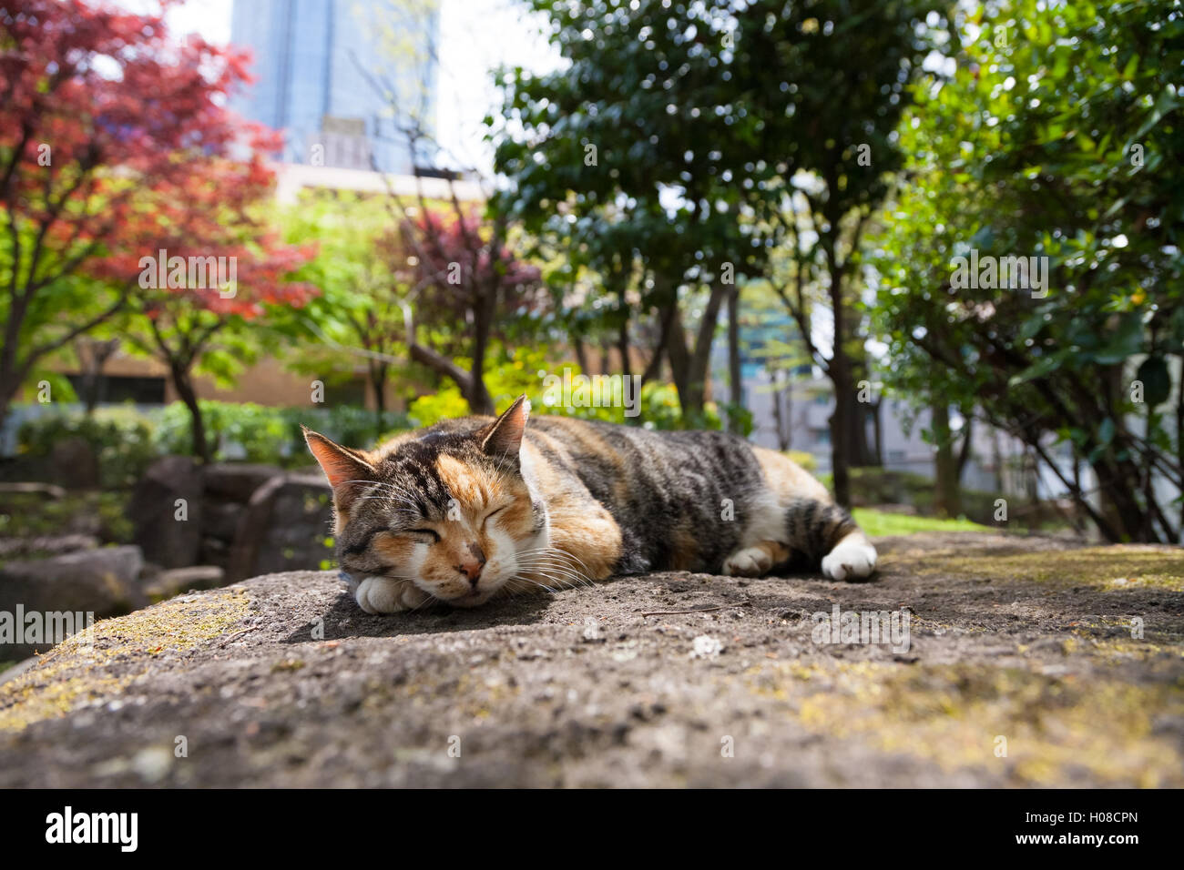 Tricolor / Calico cat, Tokyo, Japan Stock Photo - Alamy