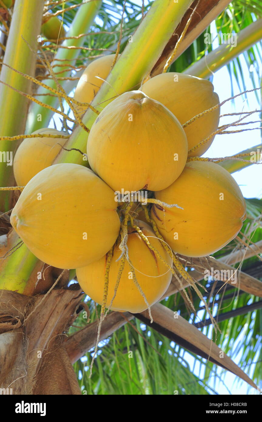Red coconuts on a tree in Vietnam Stock Photo - Alamy