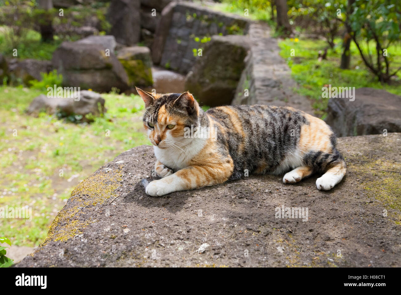 Tricolor / Calico cat, Tokyo, Japan Stock Photo - Alamy