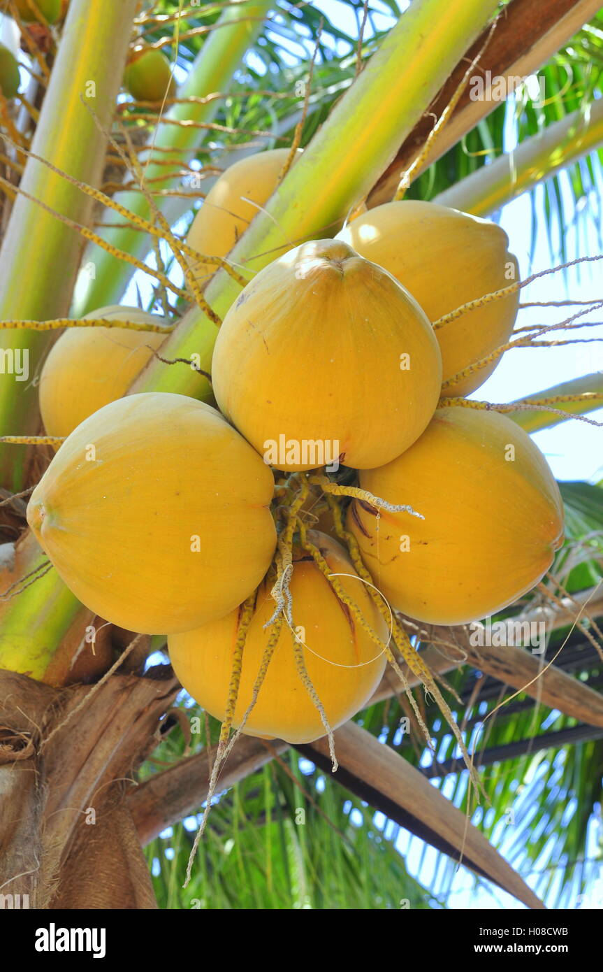 Red coconuts on a tree in Vietnam Stock Photo - Alamy