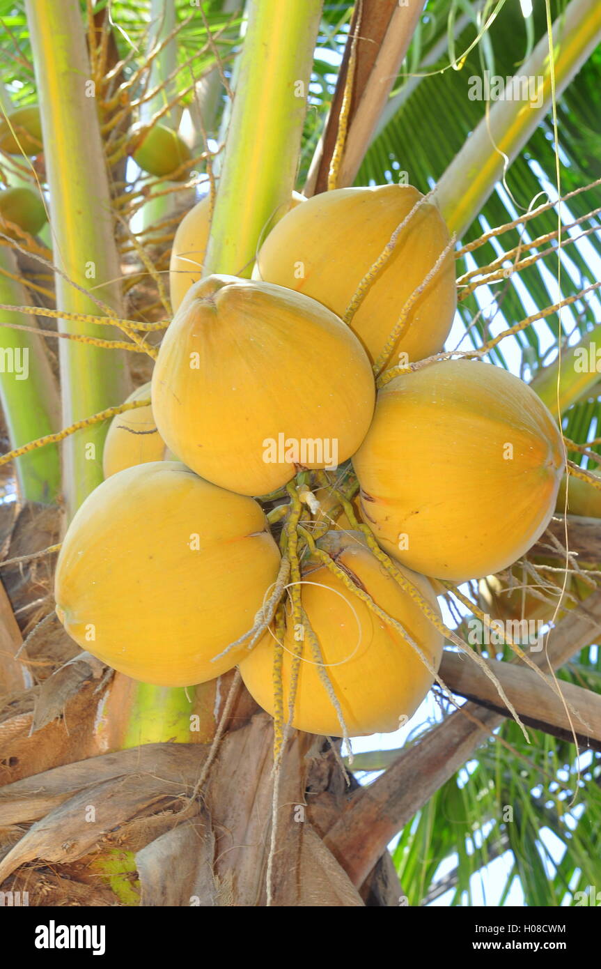 Red coconuts on a tree in Vietnam Stock Photo - Alamy