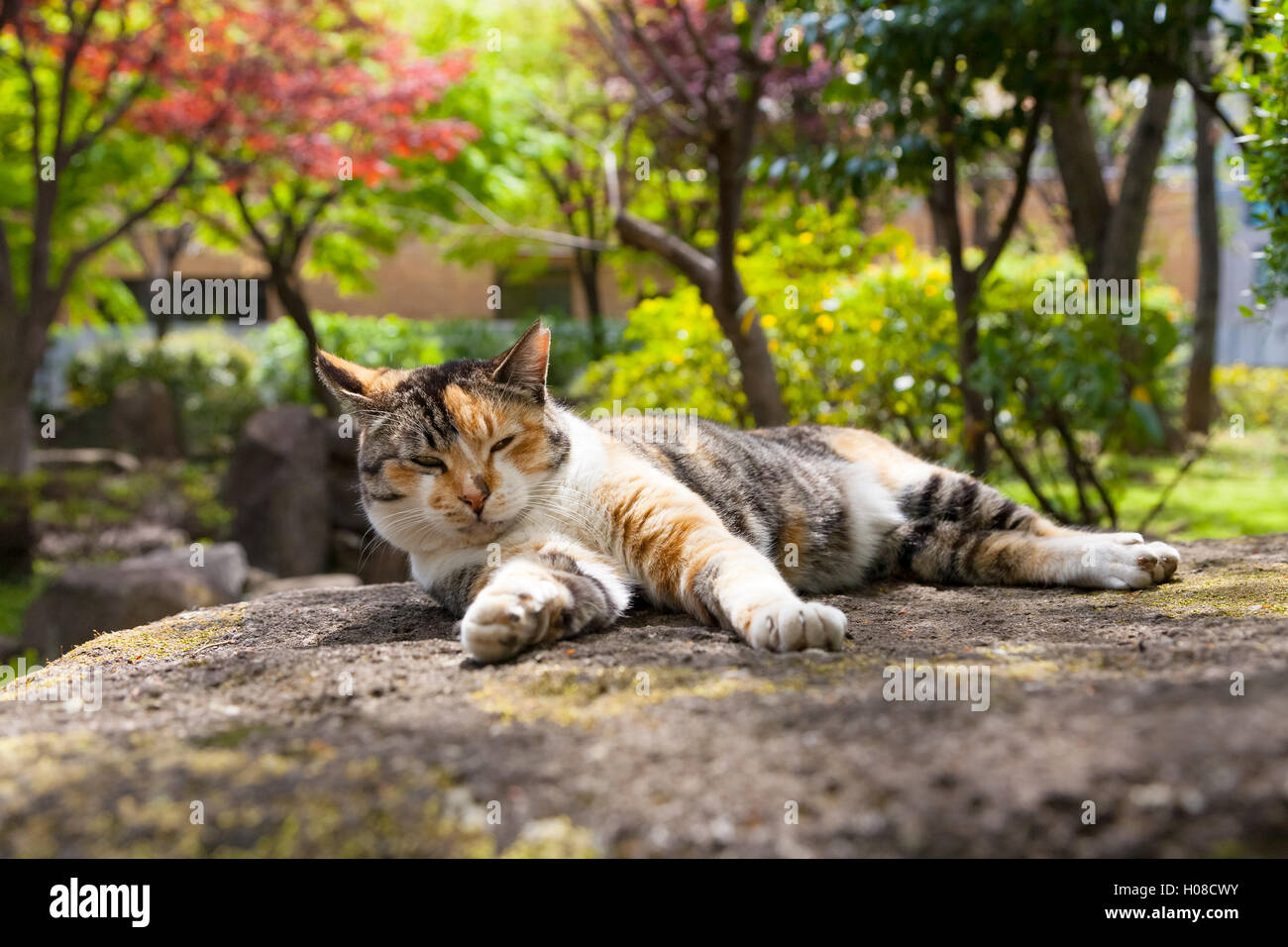 Tricolor / Calico cat, Tokyo, Japan Stock Photo - Alamy
