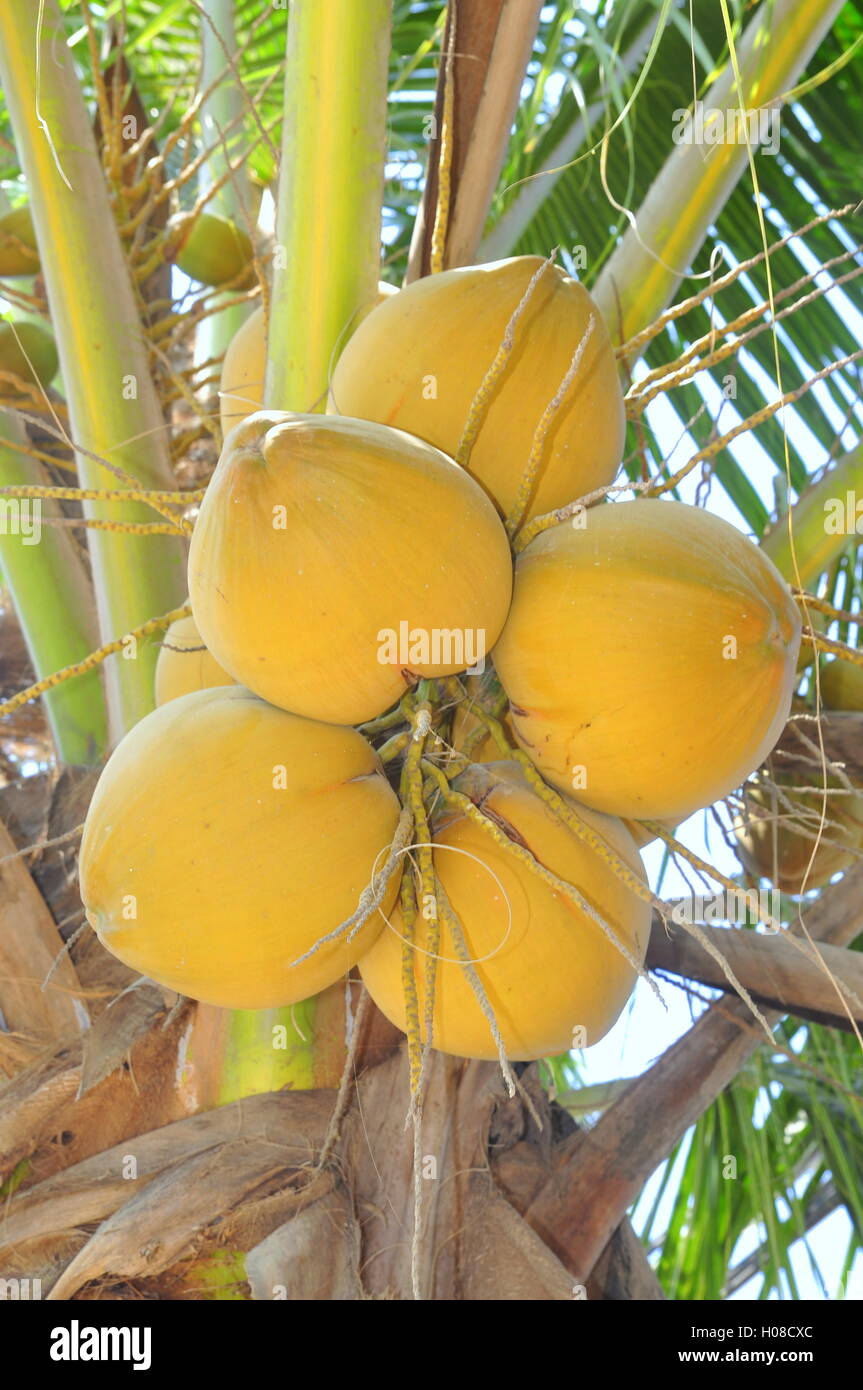 Red coconuts on a tree in Vietnam Stock Photo - Alamy