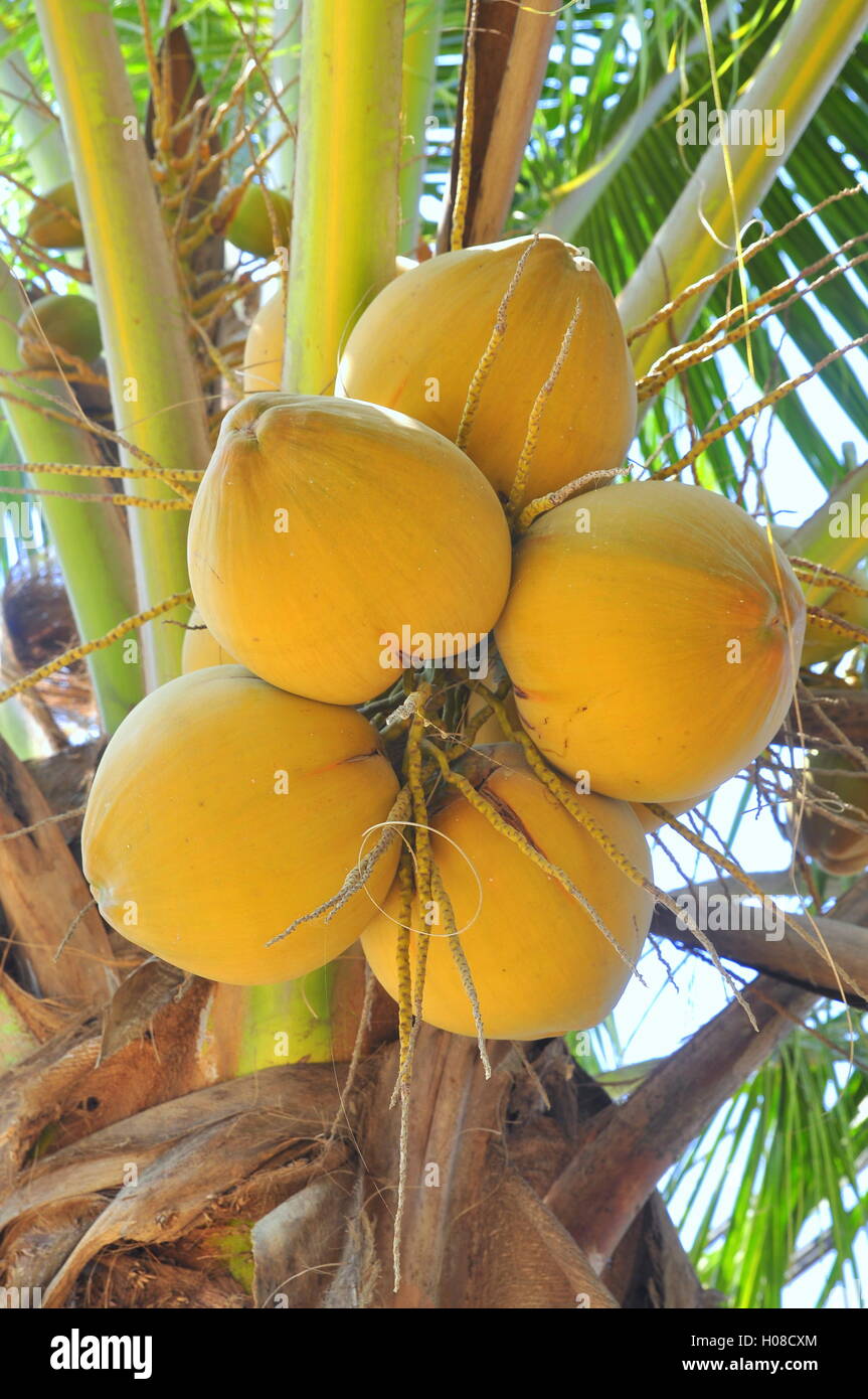 Red coconuts on a tree in Vietnam Stock Photo - Alamy
