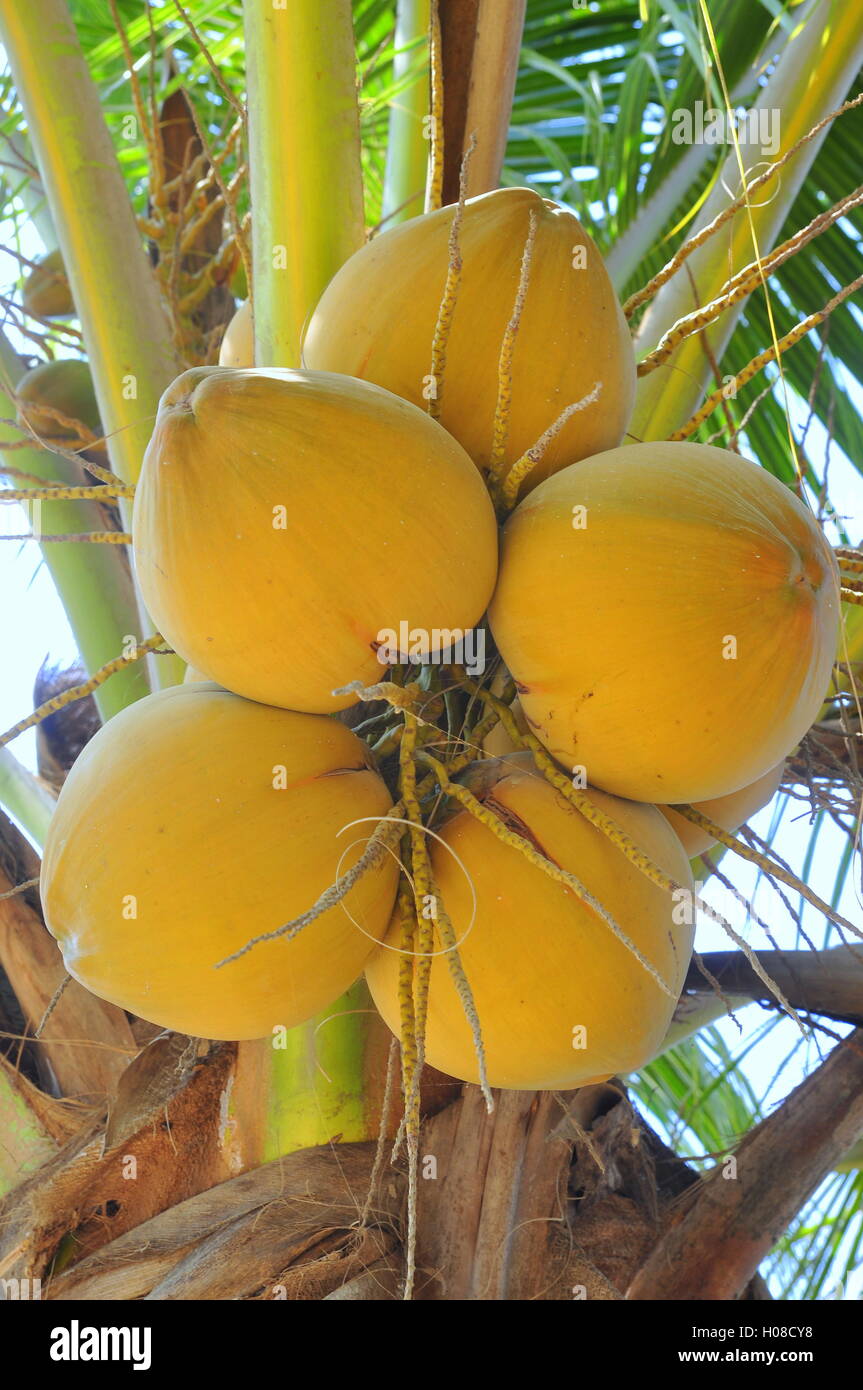 Red coconuts on a tree in Vietnam Stock Photo - Alamy