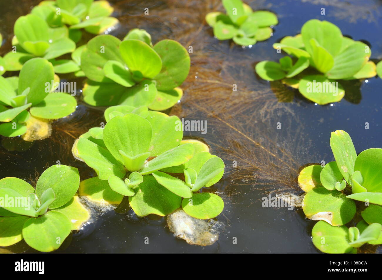 Green duckweed on the water Stock Photo - Alamy