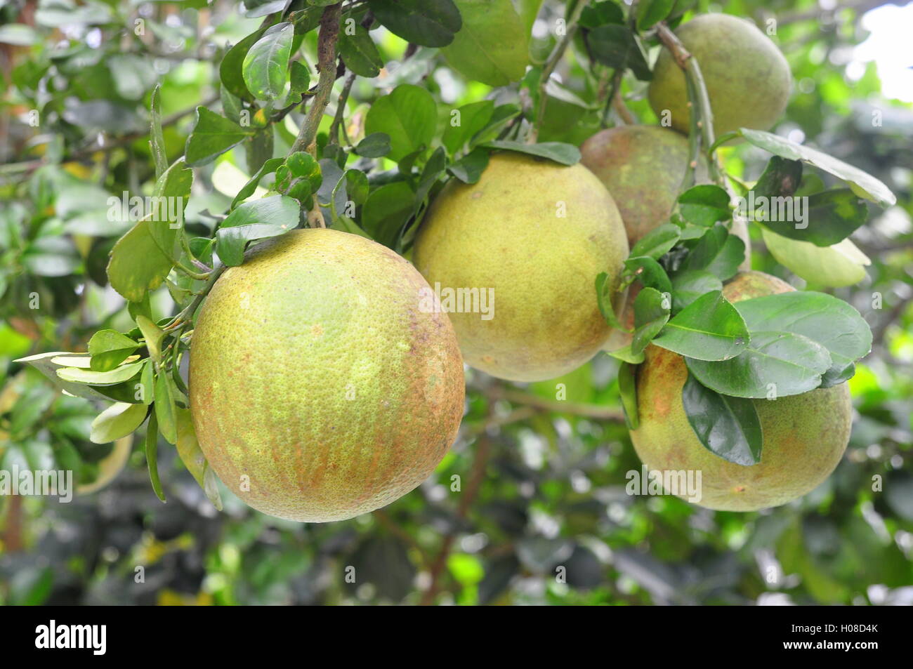Grapefruit on the tree in the spring time Stock Photo - Alamy