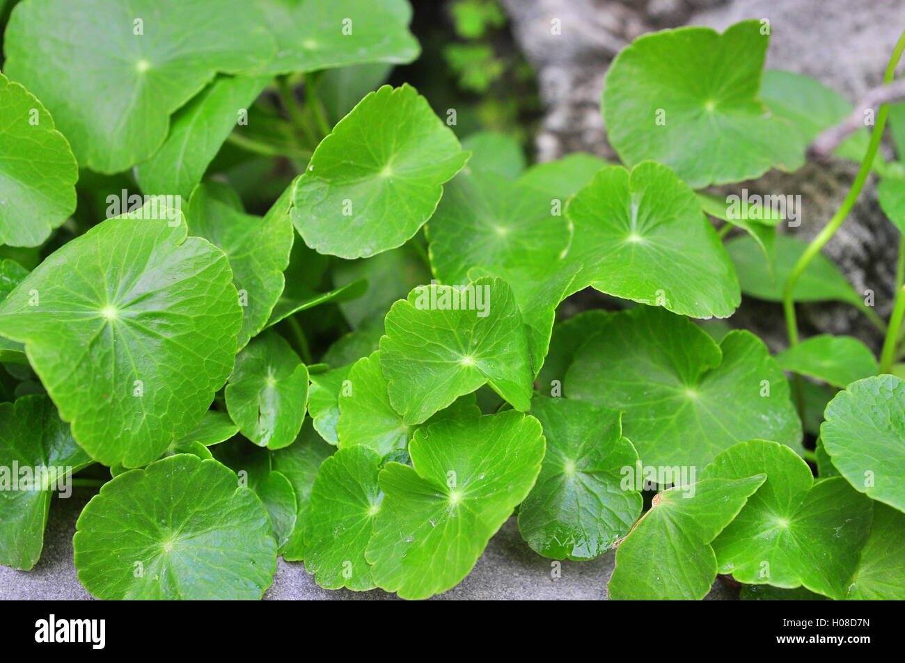 Pennywo hi-res stock photography and images - Alamy