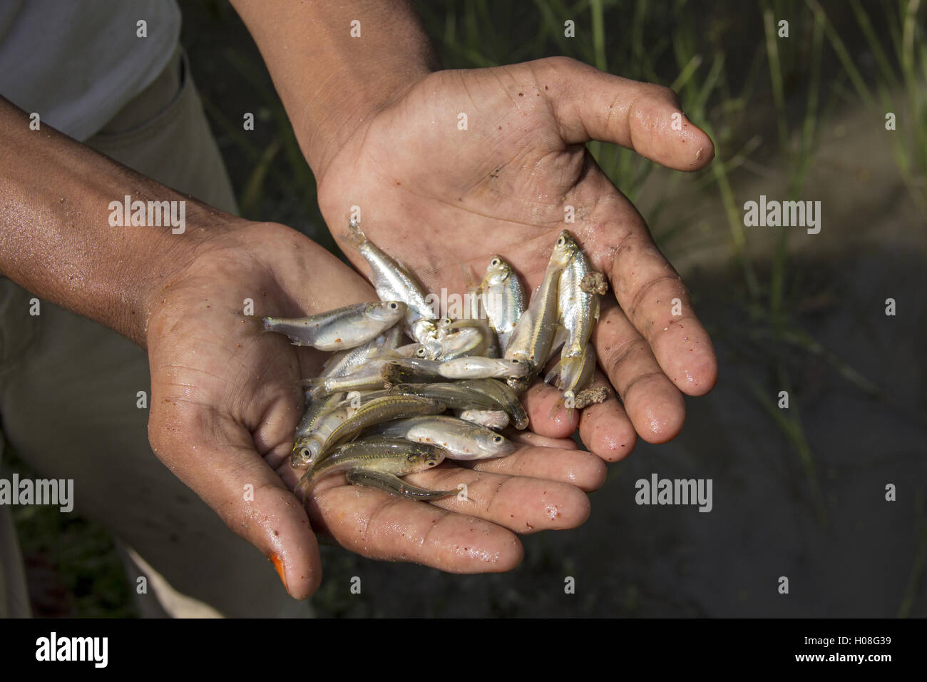 Save fish in our hands Stock Photo - Alamy