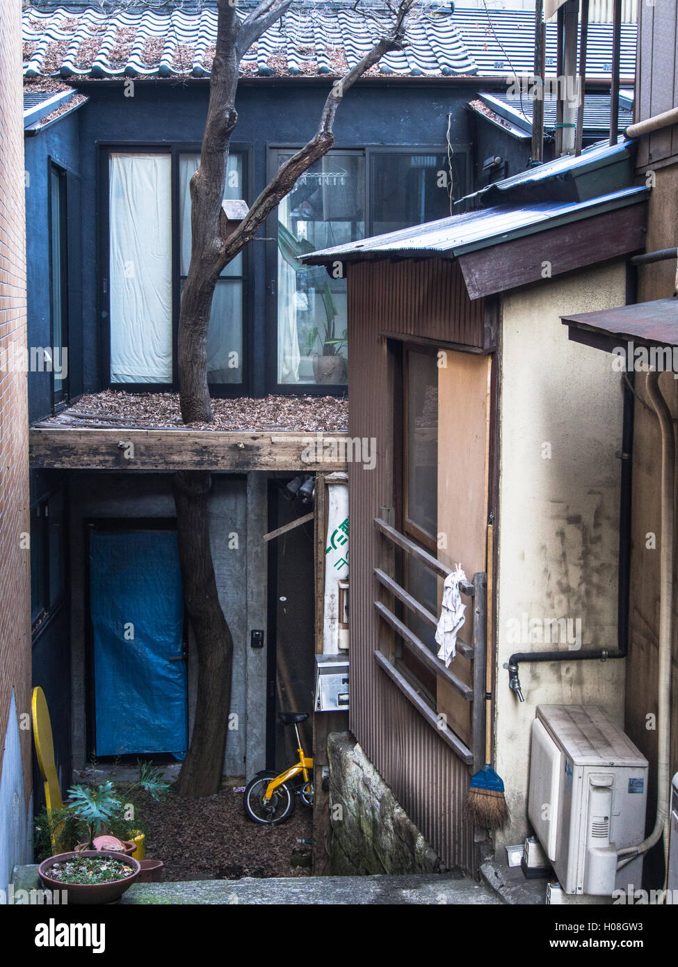 Tree in a crowded Japanese backyard, urban domestic landscape, Chiyoda ...