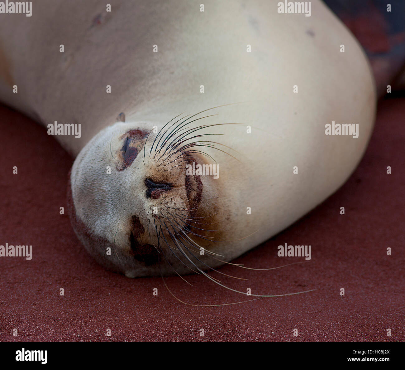 Sea Lion On A Red Beach Stock Photo - Alamy