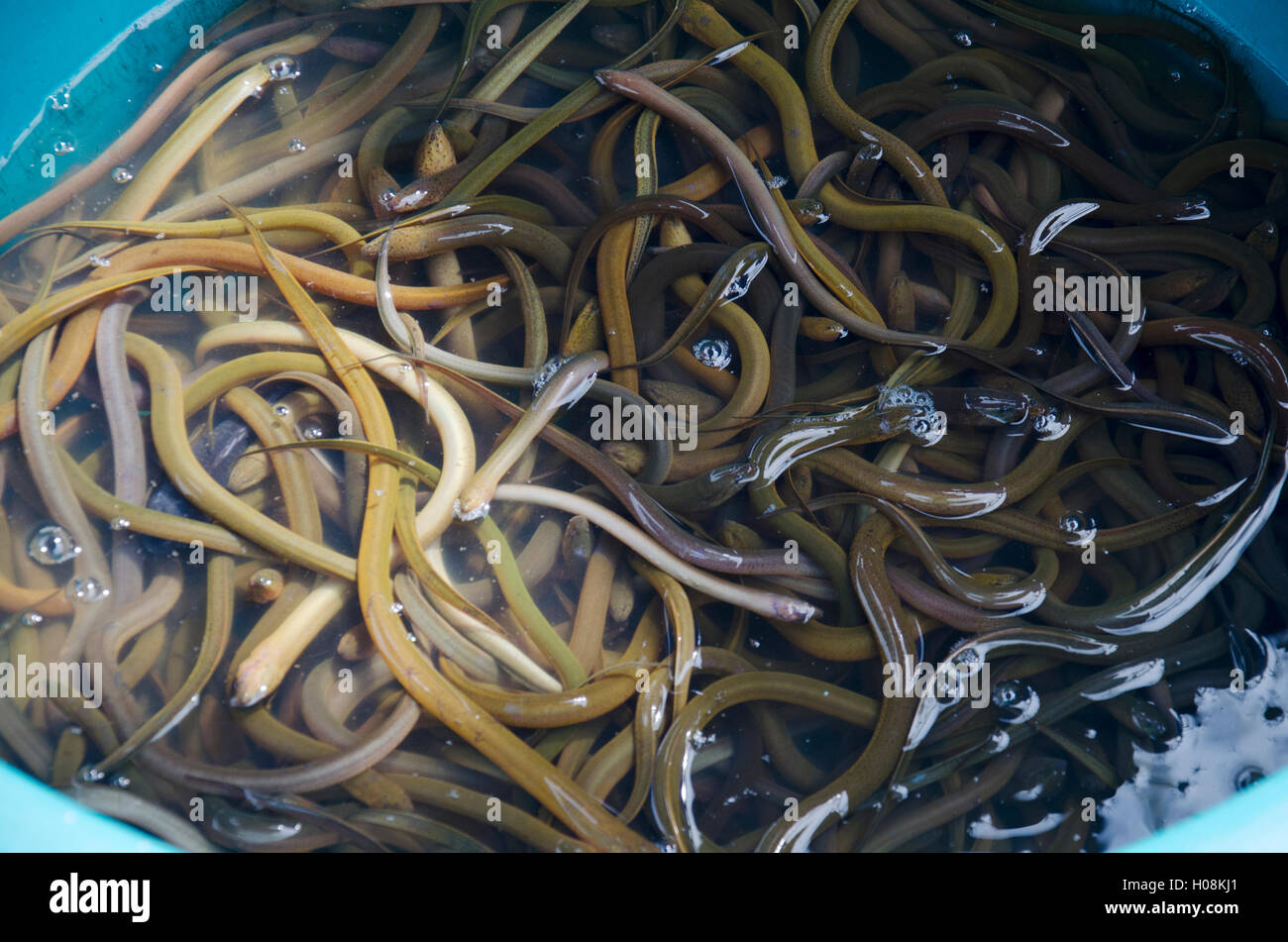 Little eels in tank for sale at local fresh market in Nonthaburi ...