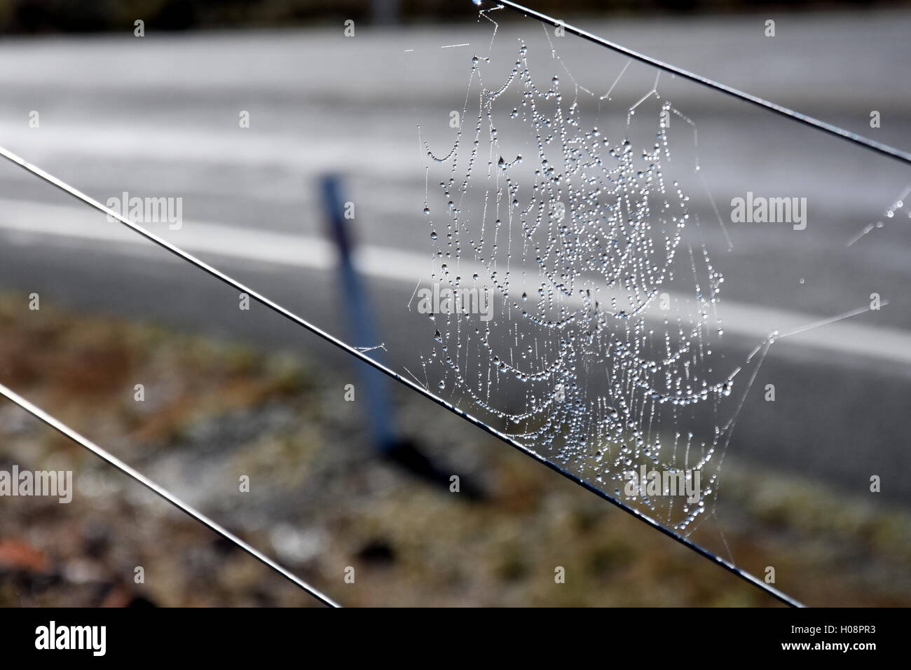 View of spider net with water drops. Water droplets on the spider's web ...