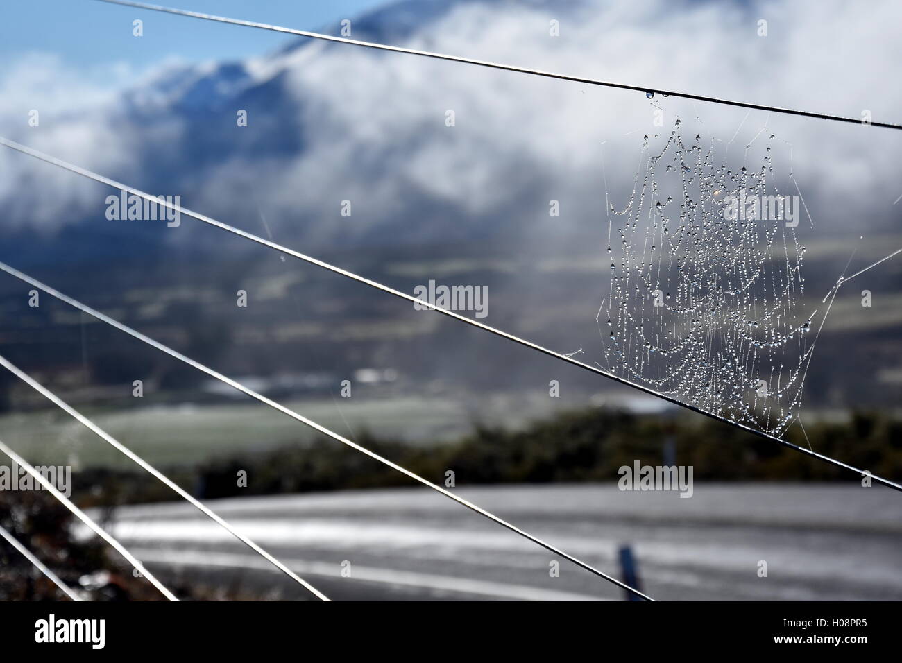 View of spider net with water drops. Water droplets on the spider's web ...