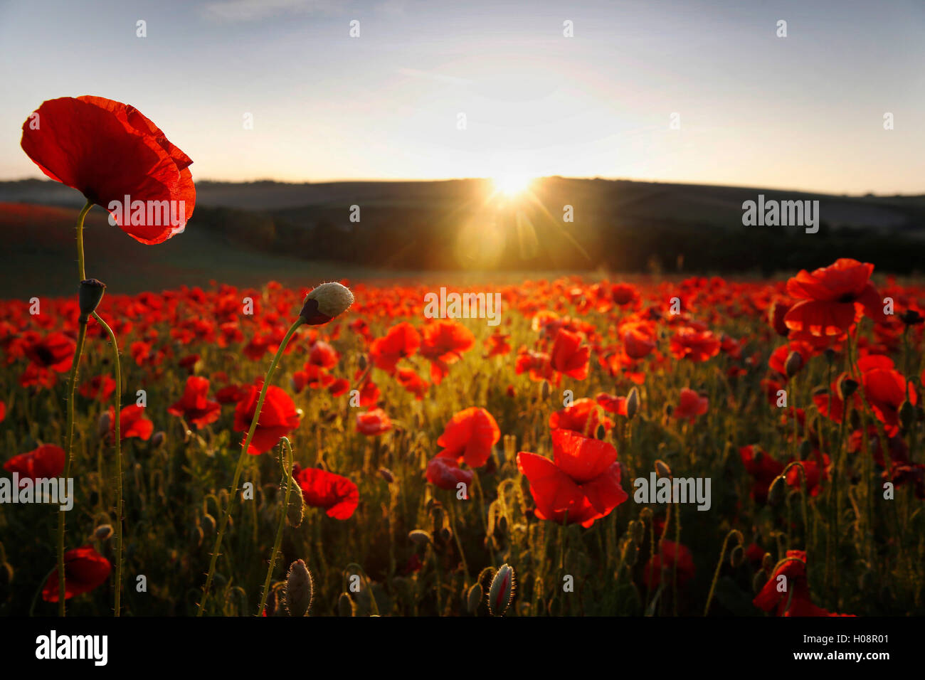 Poppy field brighton hi-res stock photography and images - Alamy