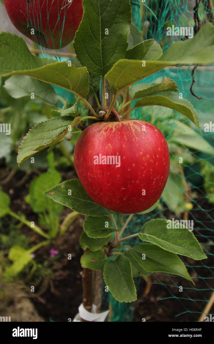 Three apple tree hi-res stock photography and images - Alamy
