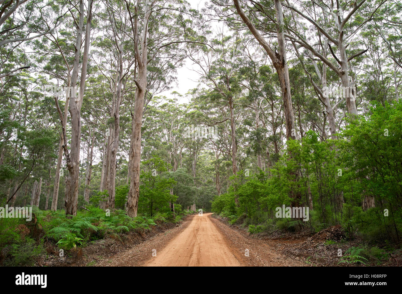 Karri Tree High Resolution Stock Photography and Images - Alamy