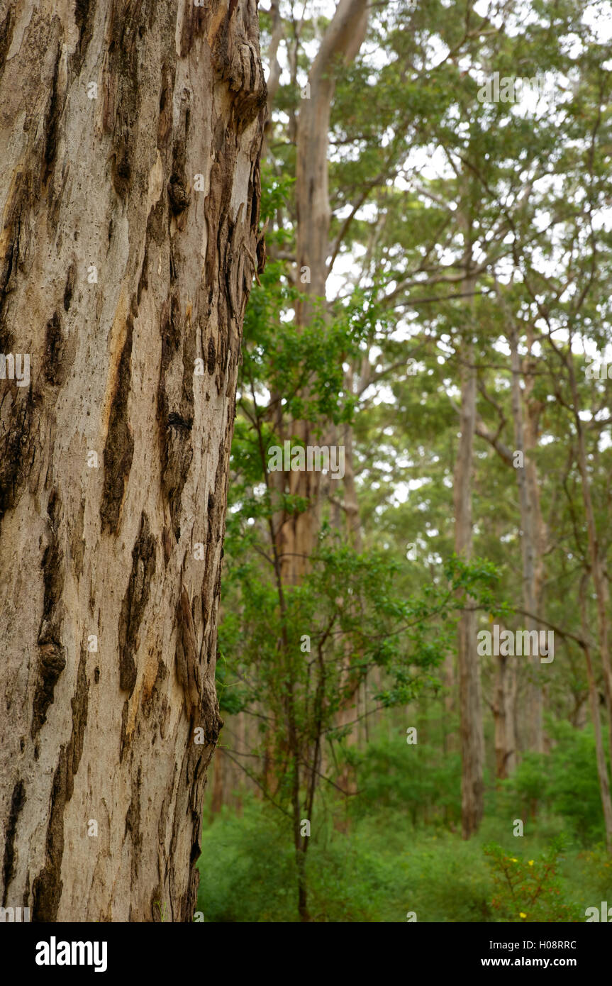 Karri Tree Forests in Western Australia Margaret River Region near ...