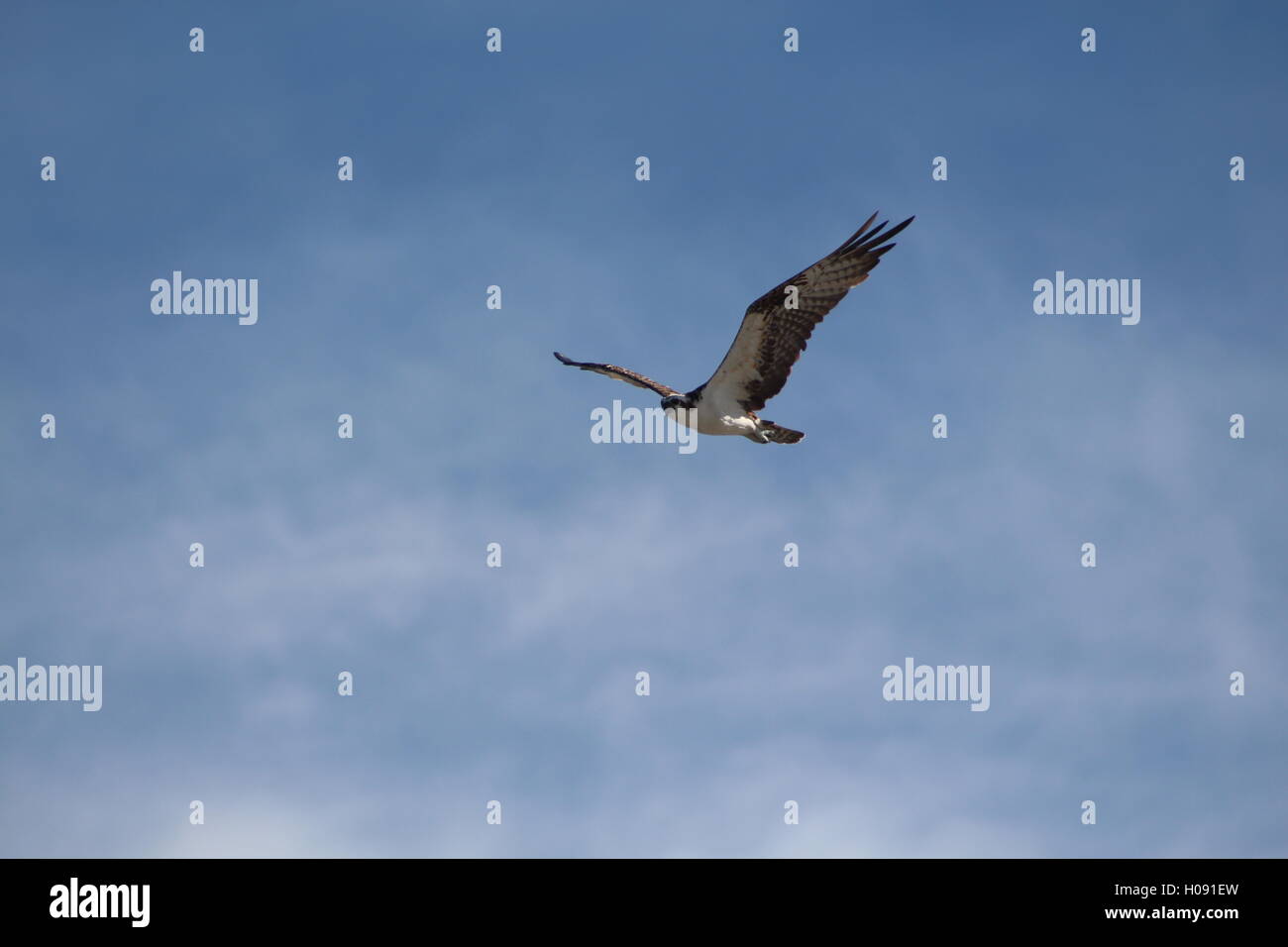 osprey flying in front of aerosol clouds, osprey flight, osprey, raptor ...