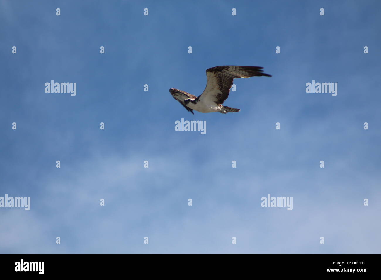 osprey flying in front of aerosol clouds, osprey flight, osprey, raptor ...