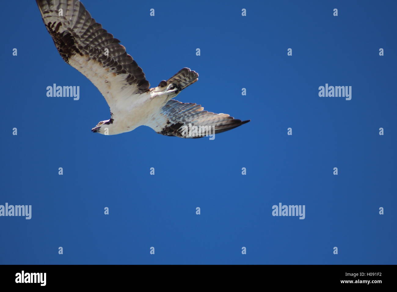 Raptor Osprey High Resolution Stock Photography and Images - Alamy