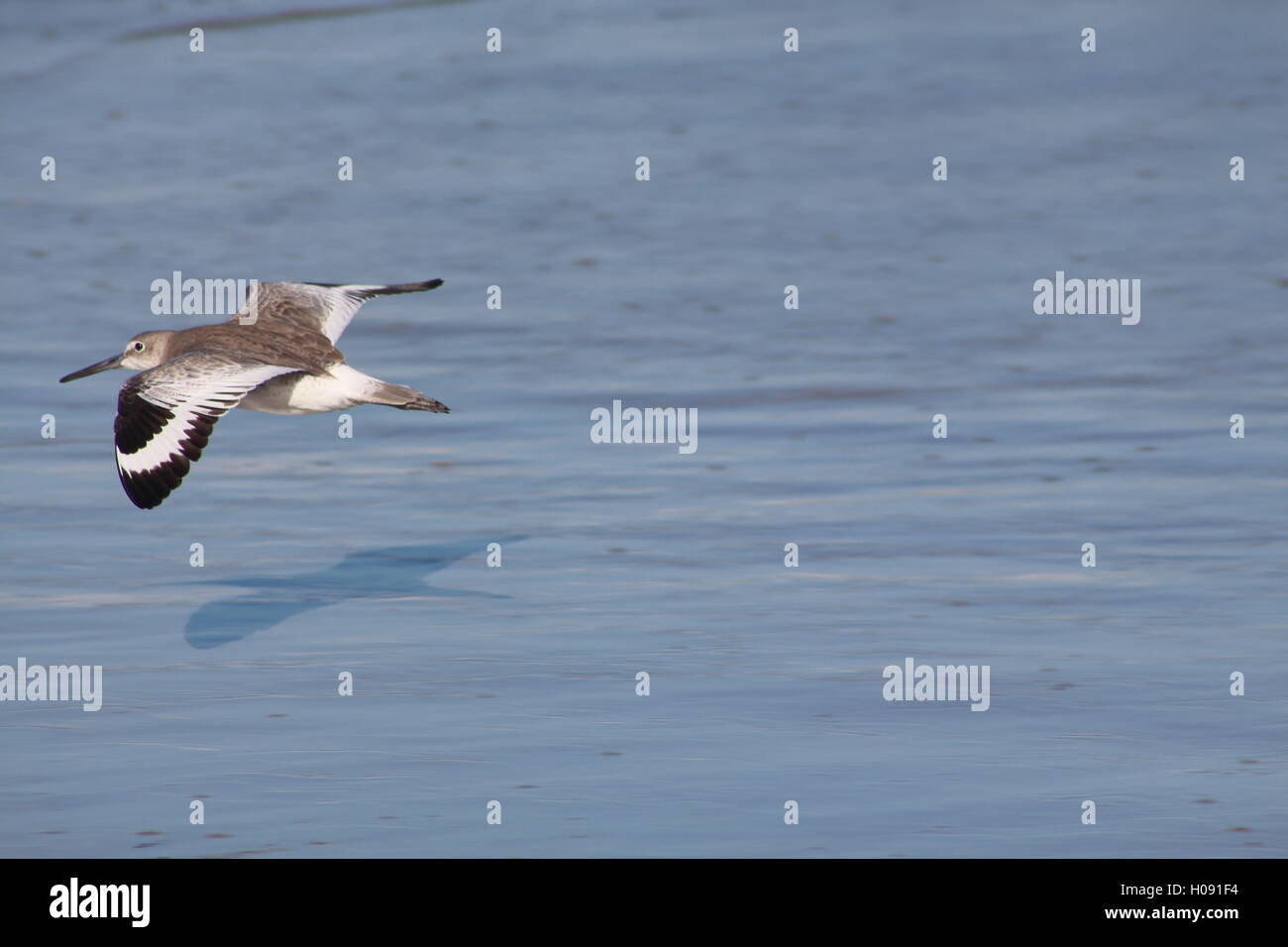 Willet in Flight over water, shorebirds, beach, florida Stock Photo - Alamy