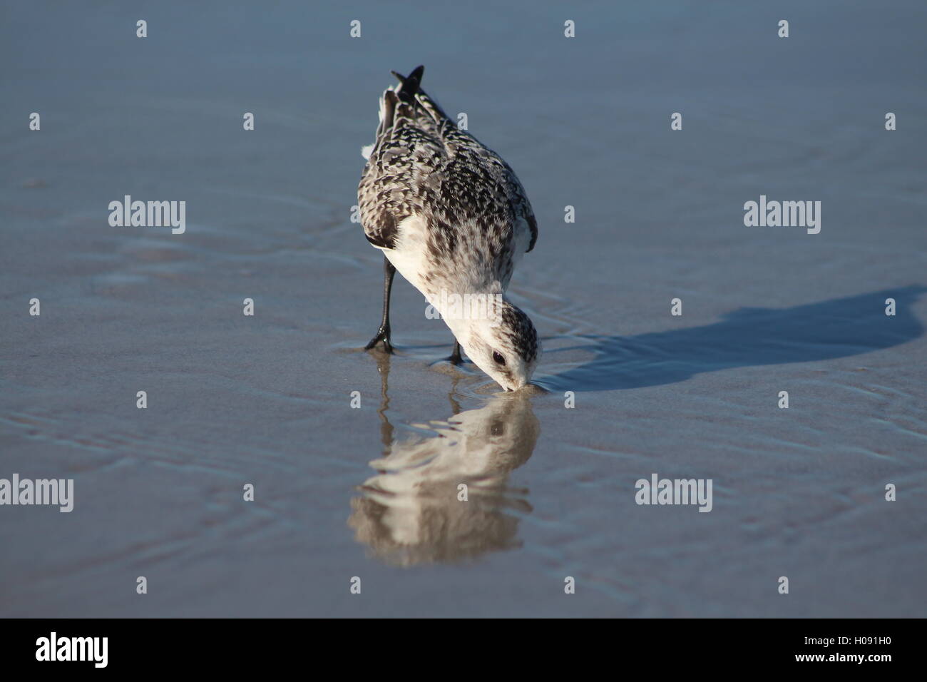 Shorebird scavenging food hi-res stock photography and images - Alamy