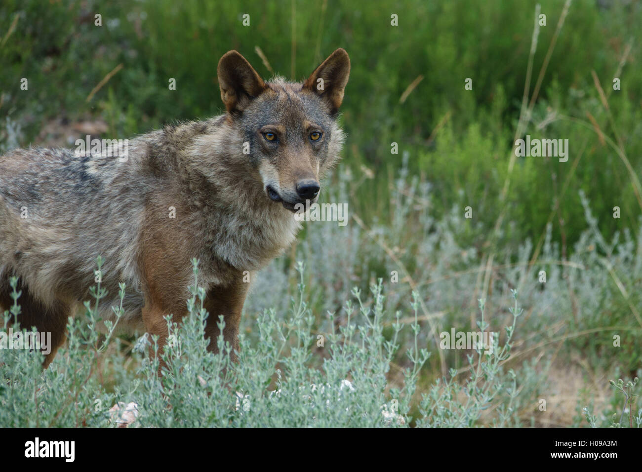 Canis Lupus Signatus watching Stock Photo - Alamy