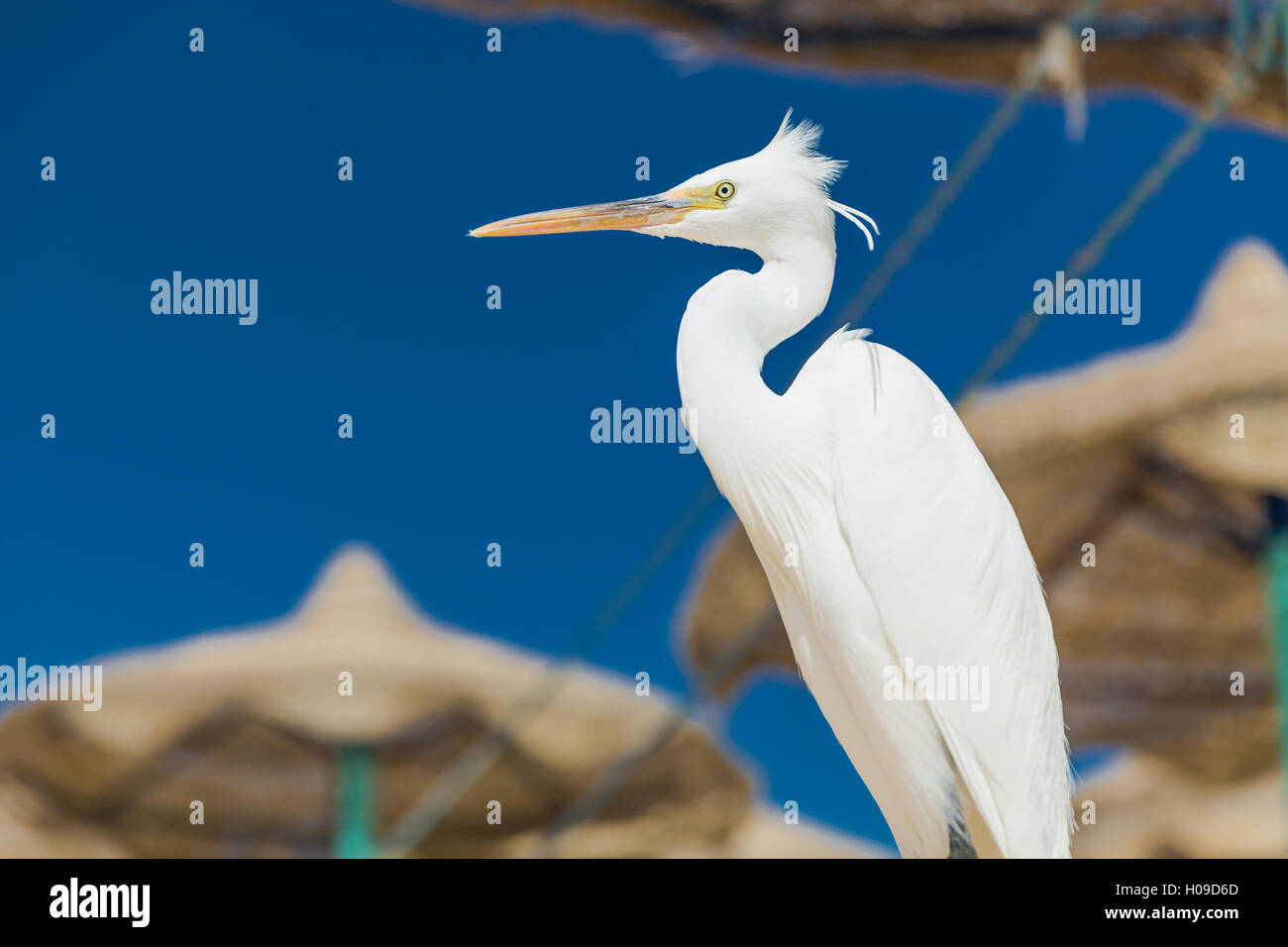 Little Egret - Egretta garzetta Stock Photo - Alamy
