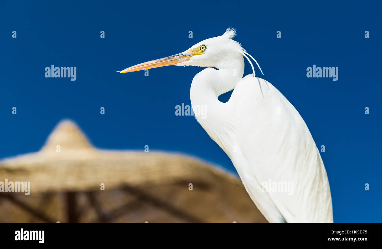 Little Egret - Egretta garzetta Stock Photo - Alamy