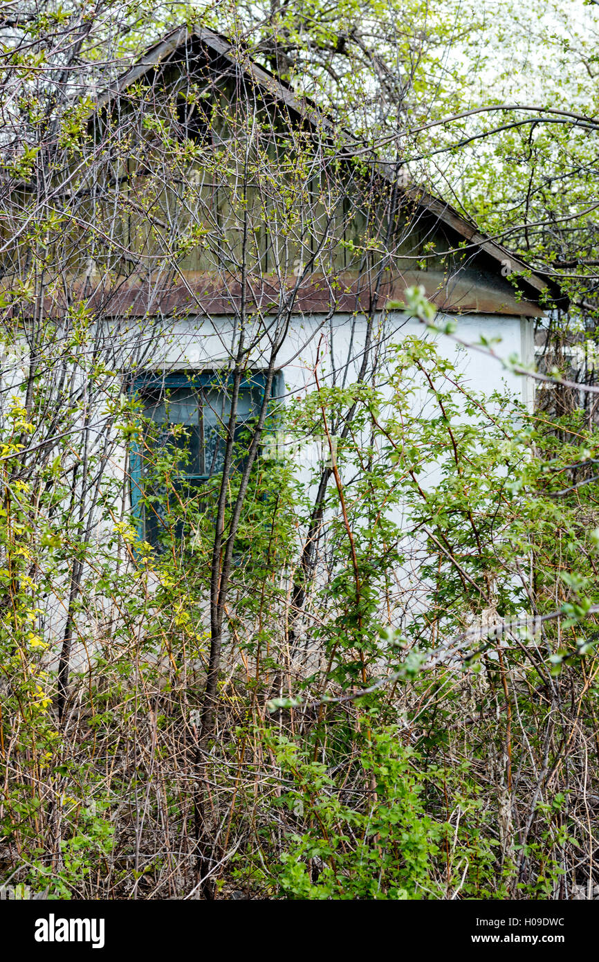an old abandoned house overgrown with trees Stock Photo - Alamy