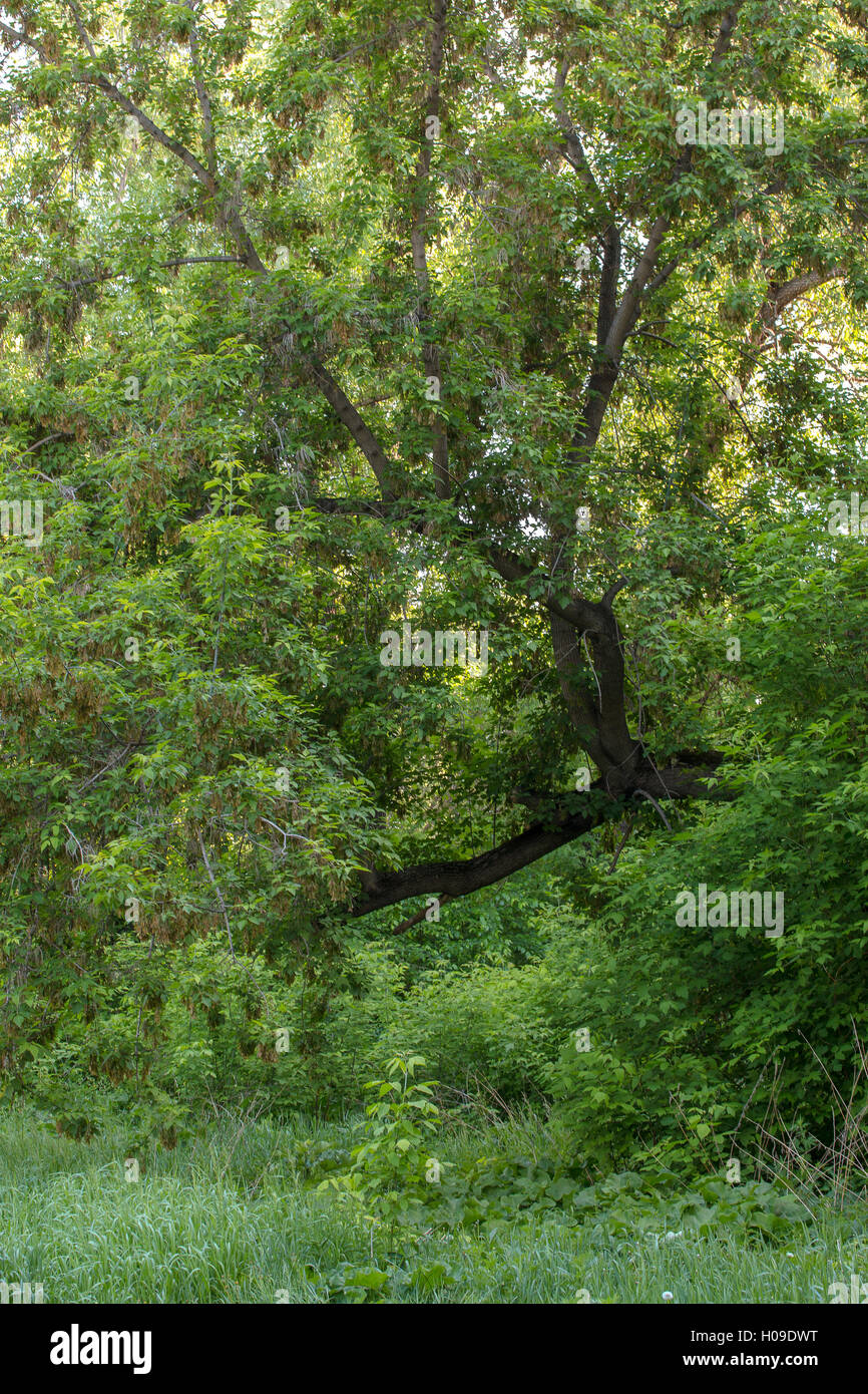 Acer Genus High Resolution Stock Photography and Images - Alamy