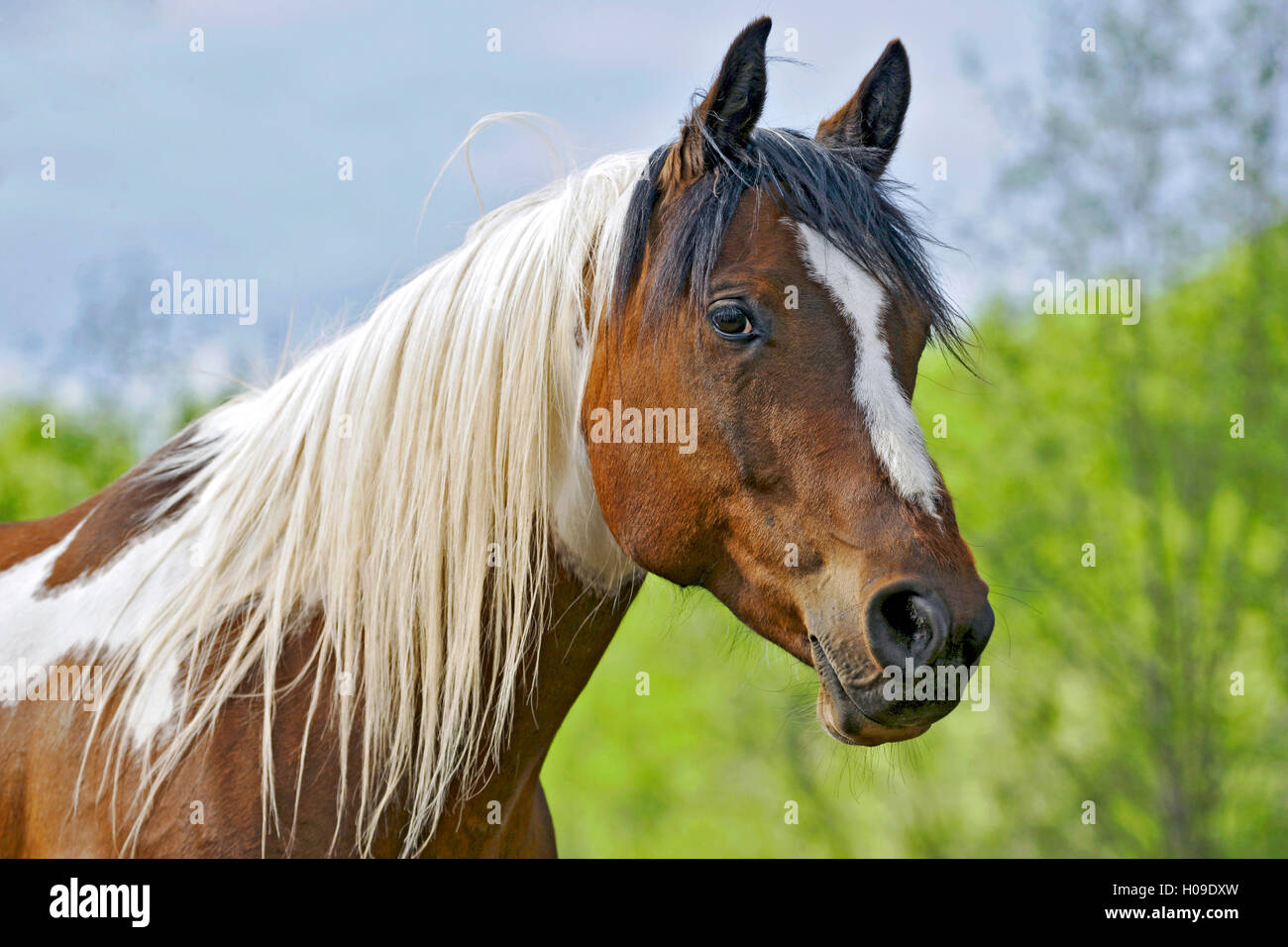 Pinto arabian horse hi-res stock photography and images - Alamy
