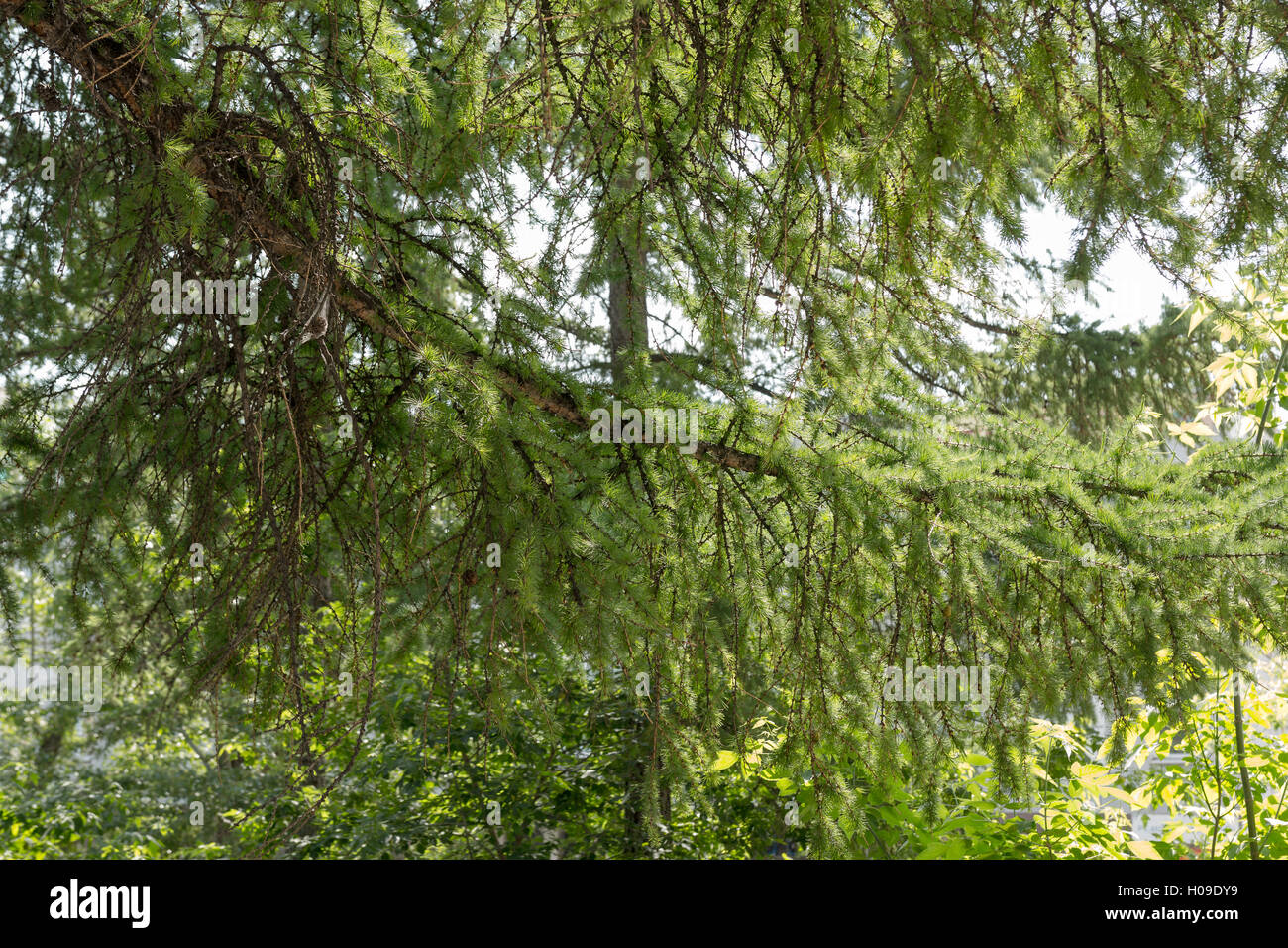 big larch tree branch close-up on the forest background Stock Photo - Alamy