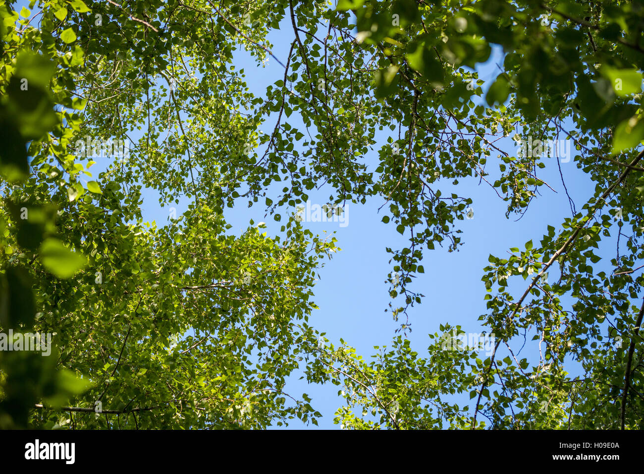 Blue green tree hi-res stock photography and images - Alamy