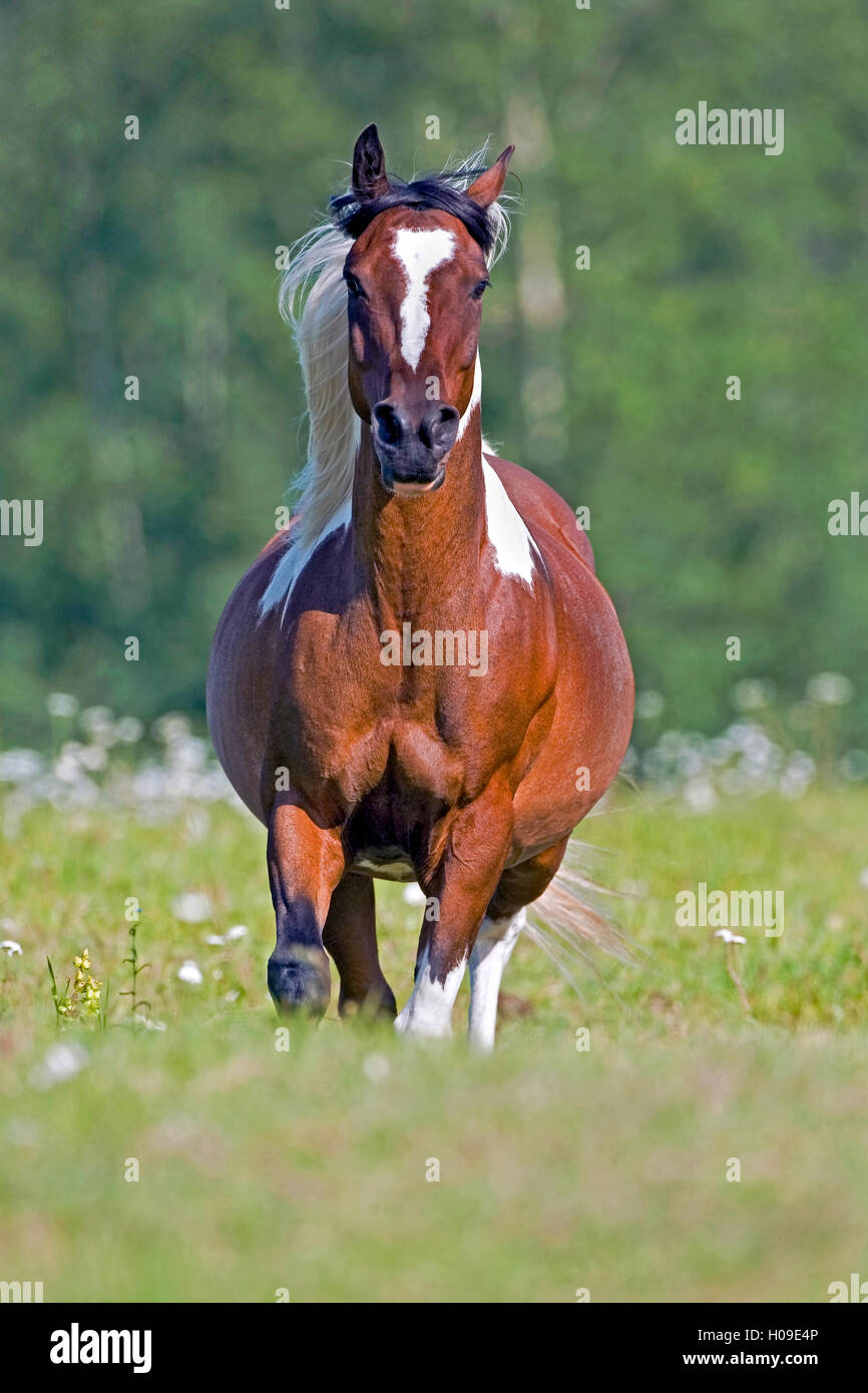 Beautiful Pinto Arabian Gelding galloping on meadow Stock Photo - Alamy