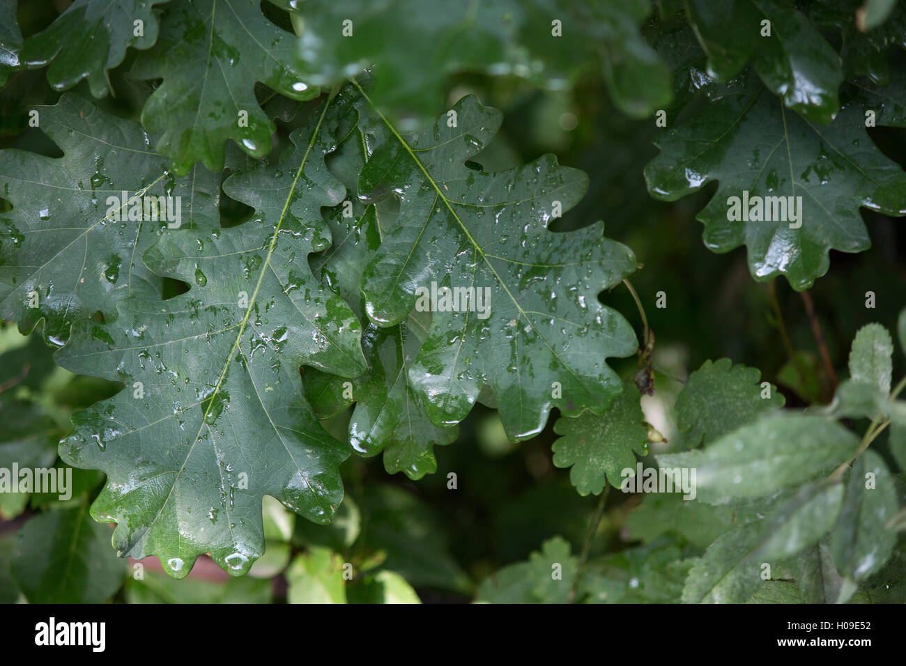 Young oak leaves hi-res stock photography and images - Alamy