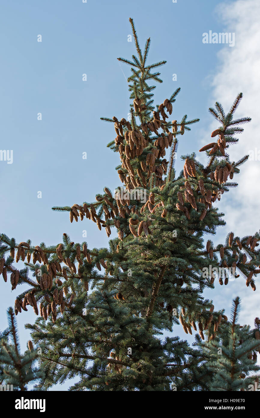 Landscape high tree lot hi-res stock photography and images - Alamy