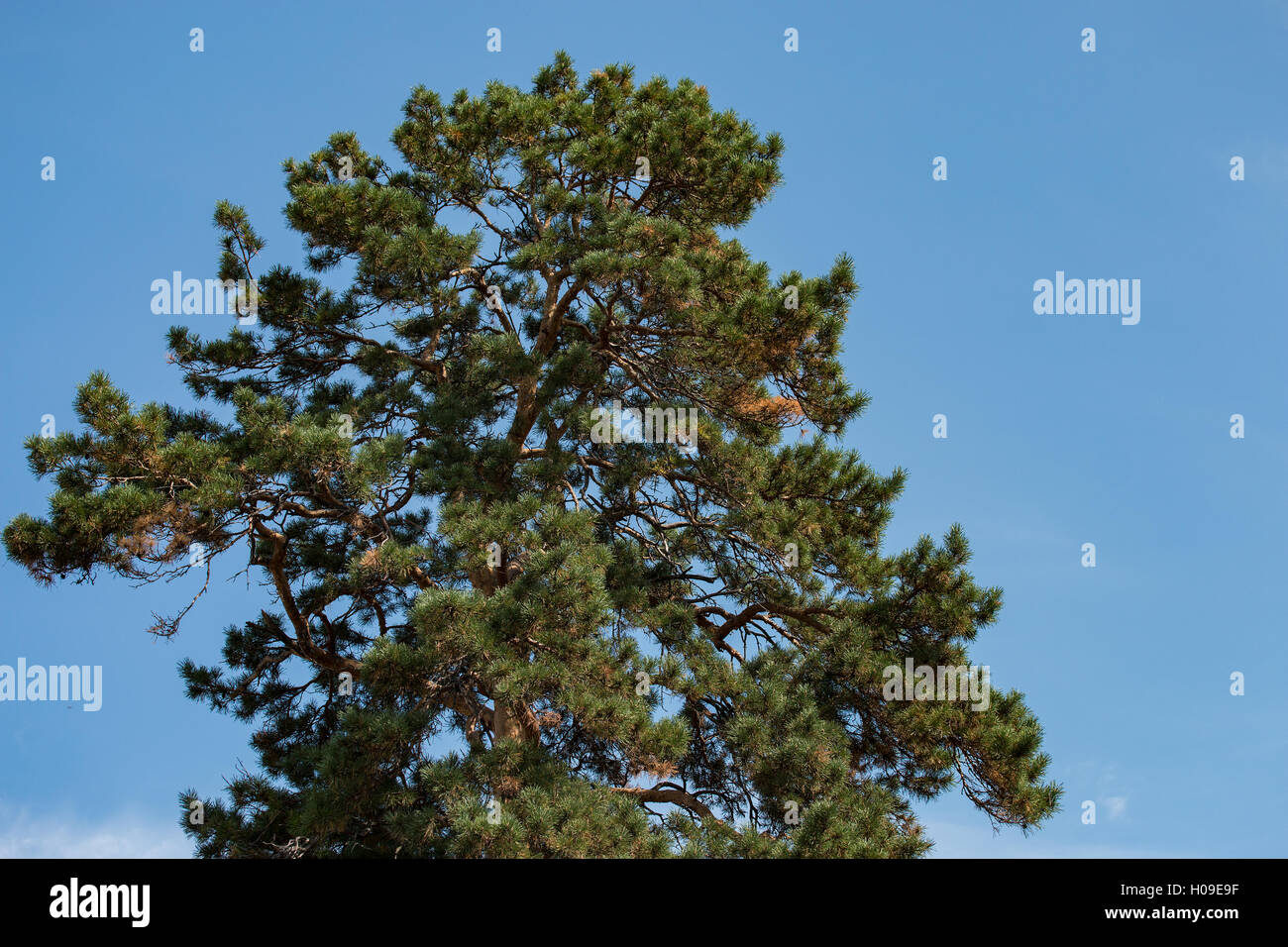 Blue pine tree hi-res stock photography and images - Alamy