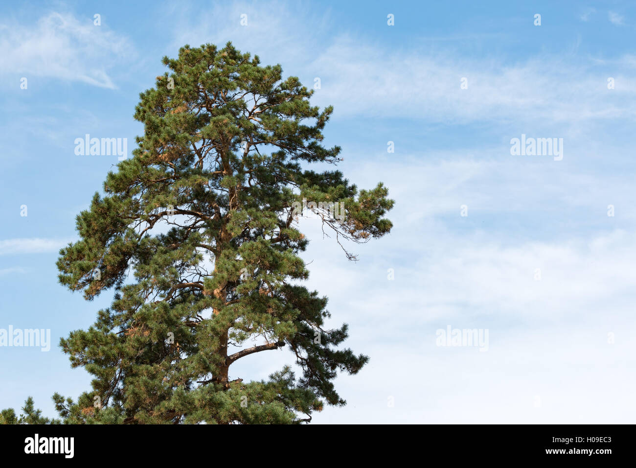 Blue pine tree hi-res stock photography and images - Alamy
