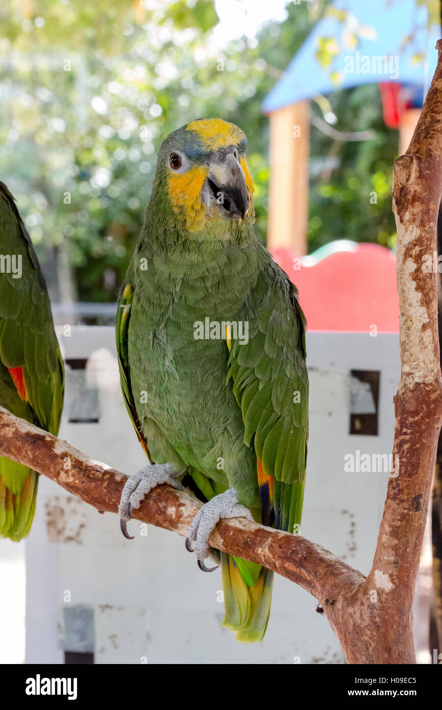 large green parrot sitting on tree branch Stock Photo - Alamy
