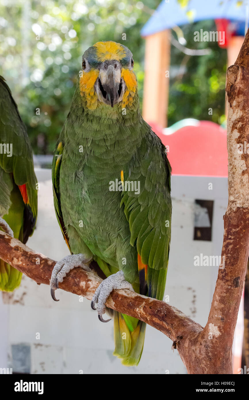 large green parrot sitting on tree branch Stock Photo - Alamy