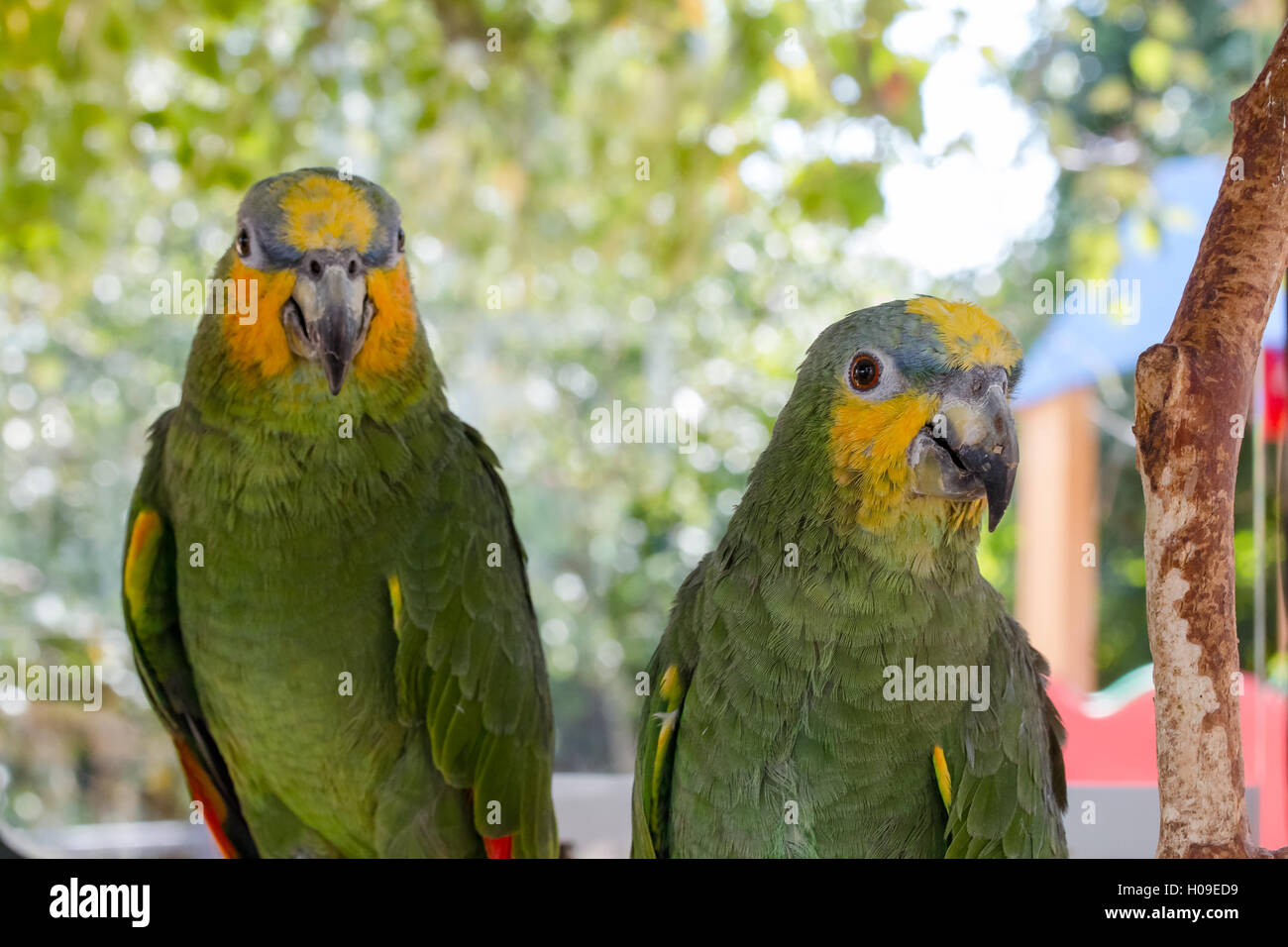 Two green parrots hi-res stock photography and images - Alamy