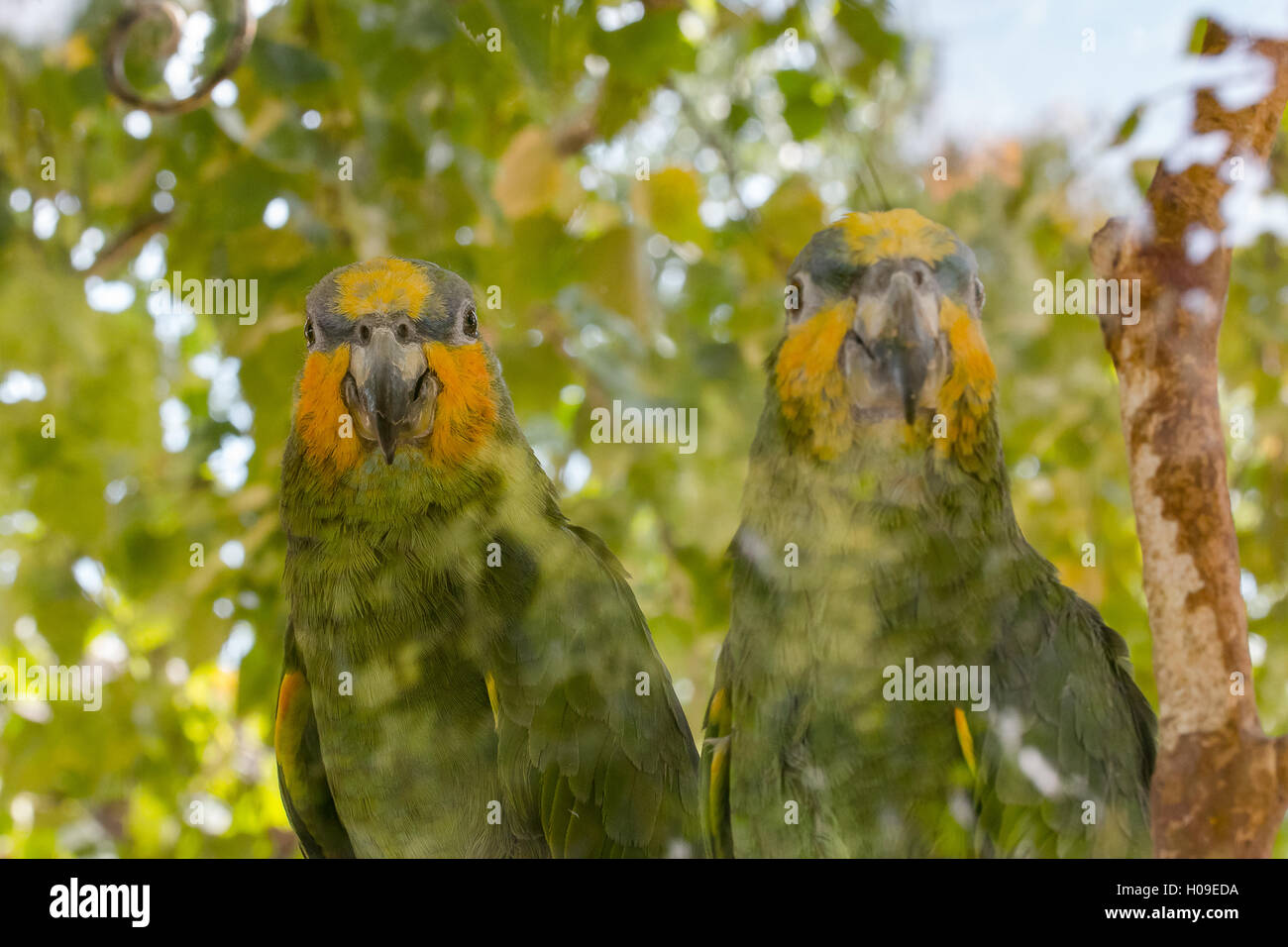 Two green parrots on a background green leaves Stock Photo - Alamy