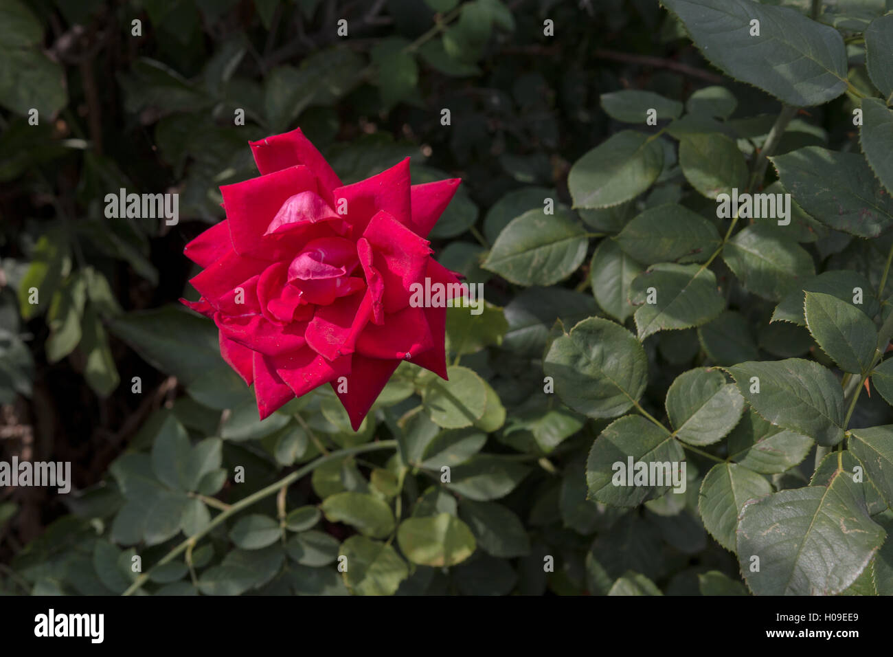 flower red rose bloomed on the bush Stock Photo - Alamy